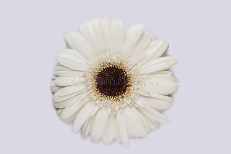 White Gerber Daisy Flower Isolated on White. Stock Photo - Image of ...
