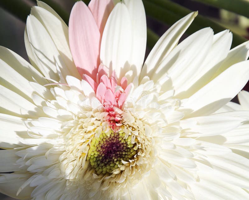 White with pink lily stock photo. Image of summer, decoration - 81612840