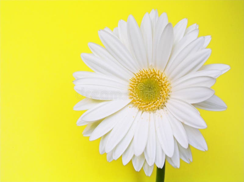 White Gerbera stock image. Image of abloom, leafs, blossoming - 131017