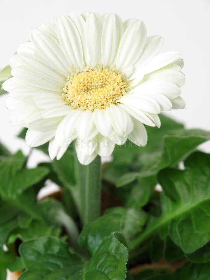 White gerbera stock image. Image of green, flower, close - 13424673