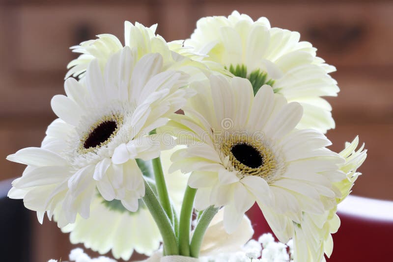 White Gerbera daisies stock image. Image of gerber, yellow - 90679801