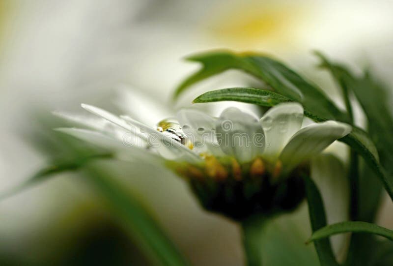 White Gerbera Daisy with Drop of Dew Stock Image - Image of blur, white ...