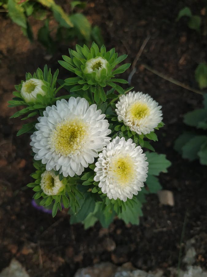 The White Gerbera Daisy Flower on Ground. Stock Photo - Image of ...