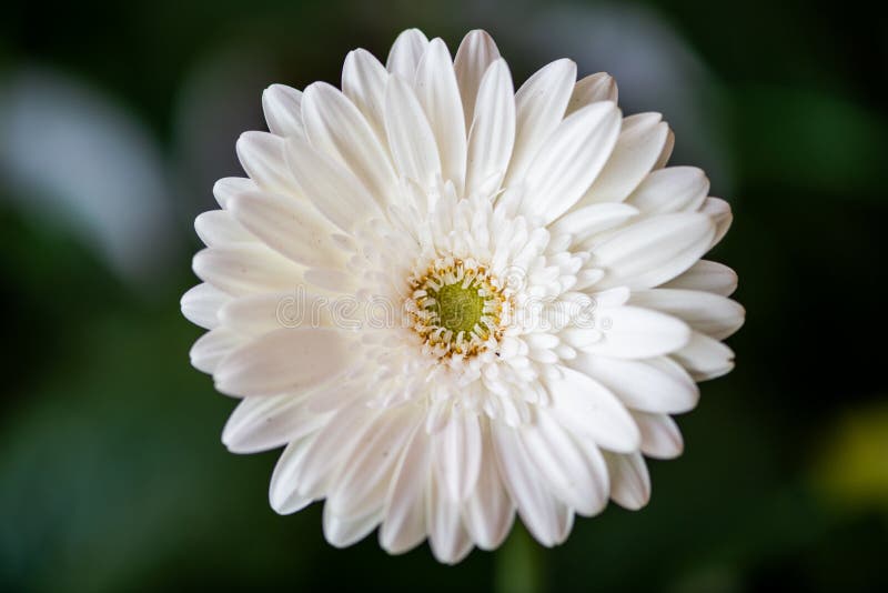 White Gerbera Daisy on White Background. Stock Photo - Image of ...