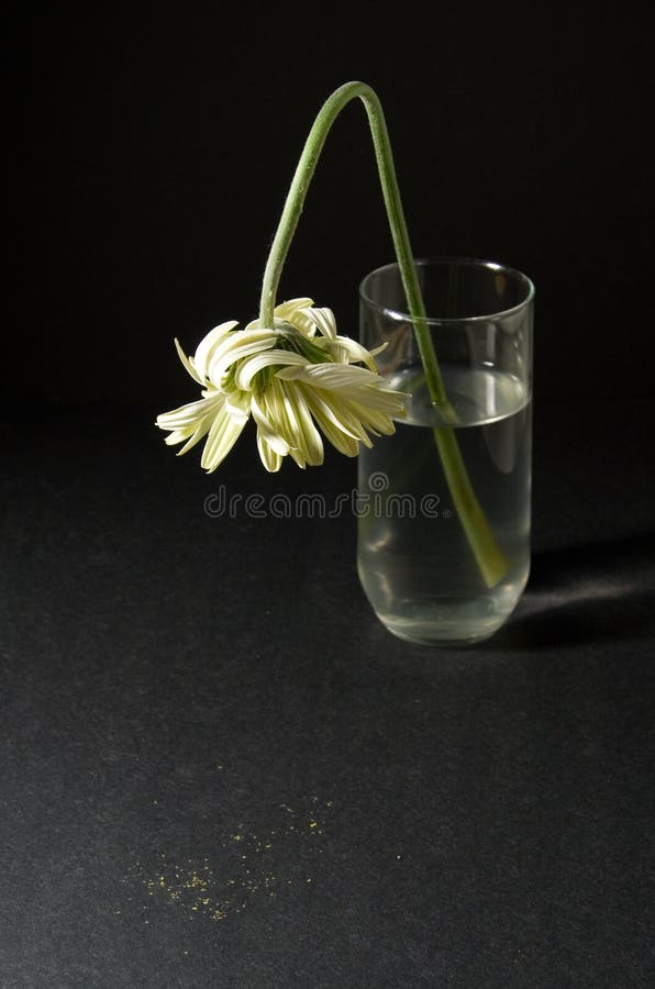 White gerbera dying stock photo. Image of loneliness, isolated - 1788010