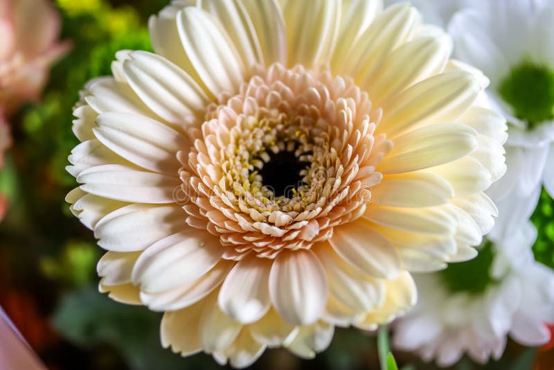 White gerbera flower stock image. Image of beautiful - 173727725