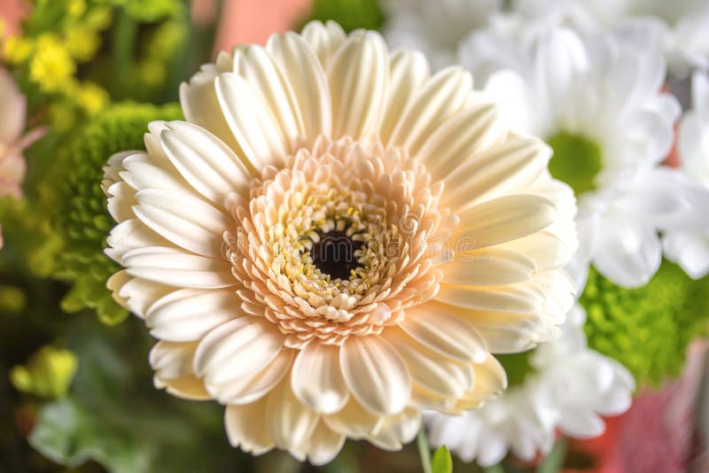 White gerbera flower stock photo. Image of white, nature - 173733090