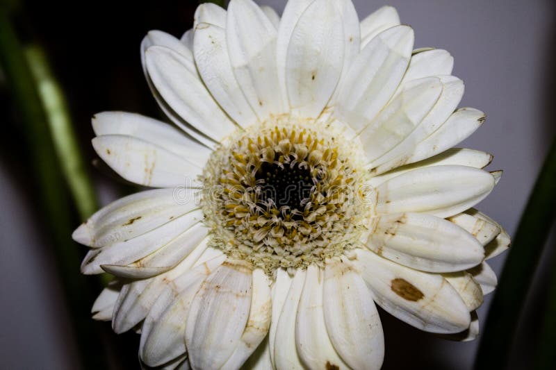 White Gerbera Flower Close Up on a Dark Background in the Garden Stock ...