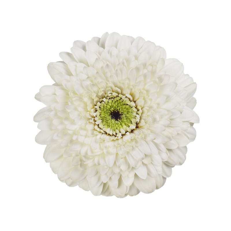 White Gerbera Flower Isolated Stock Image - Image of florist, nature ...