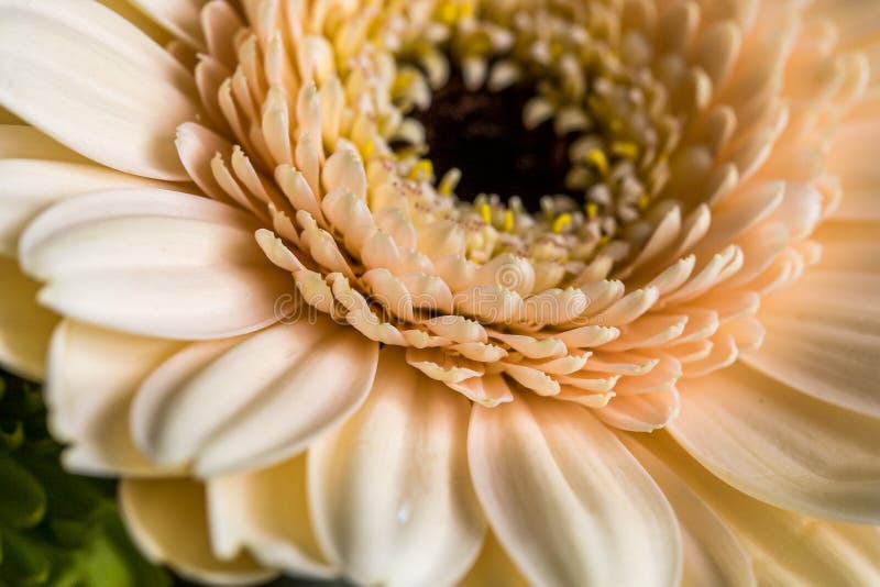 White gerbera flower stock image. Image of flowers, close - 173730739