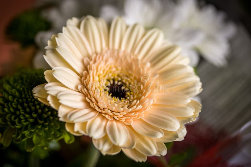 White gerbera flower stock photo. Image of macro, bouquet - 173730952