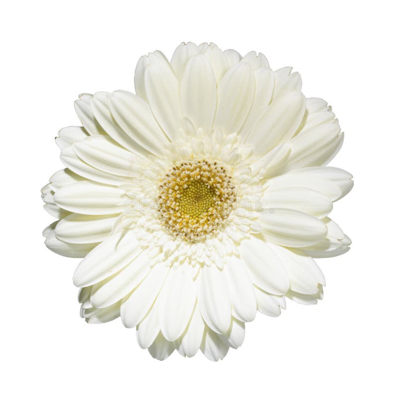 White gerbera frower stock image. Image of frower, petal - 15735999
