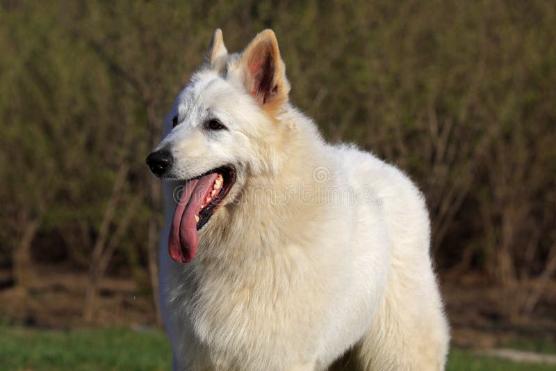 White German Shepherd stock photo. Image of lineage - 371046658