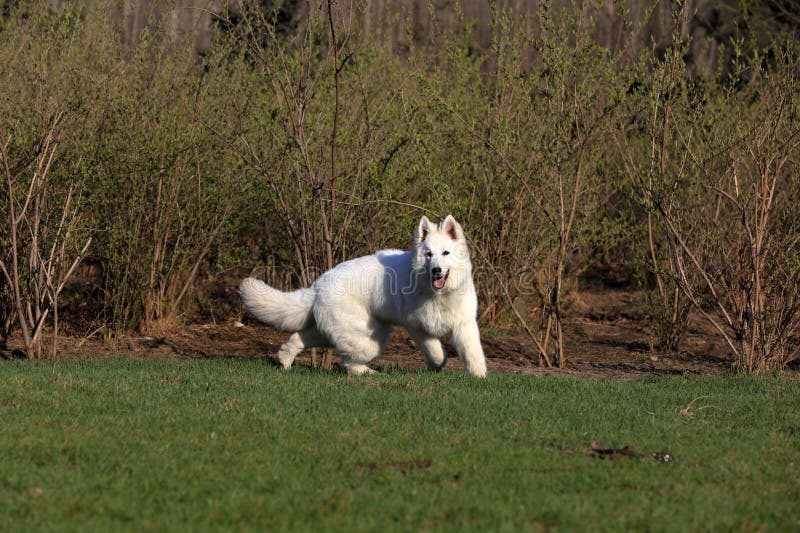 White German Shepherd stock photo. Image of pure, vertebrate - 371156482