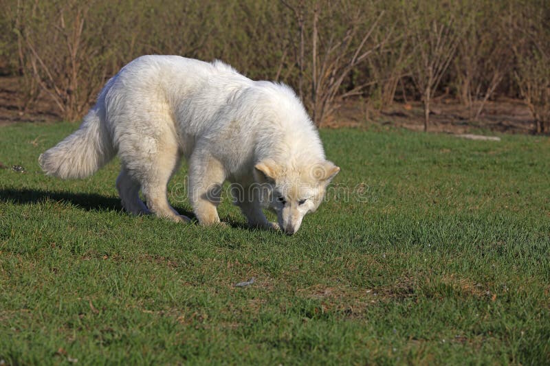White German Shepherd stock image. Image of outdoors - 385757407