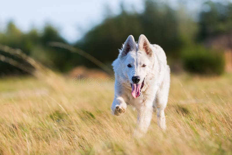 White German Shepherd Running on the Meadow Stock Image - Image of ... White German Shepherd Running on the Meadow Stock Image - Image of ...