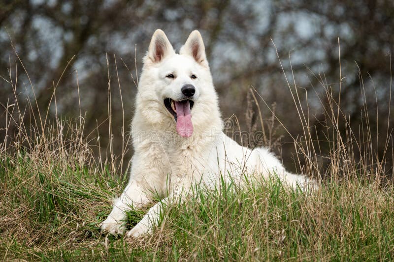 Berger Blanc Suisse White German Shepherd Stock Photo - Image of swiss ...