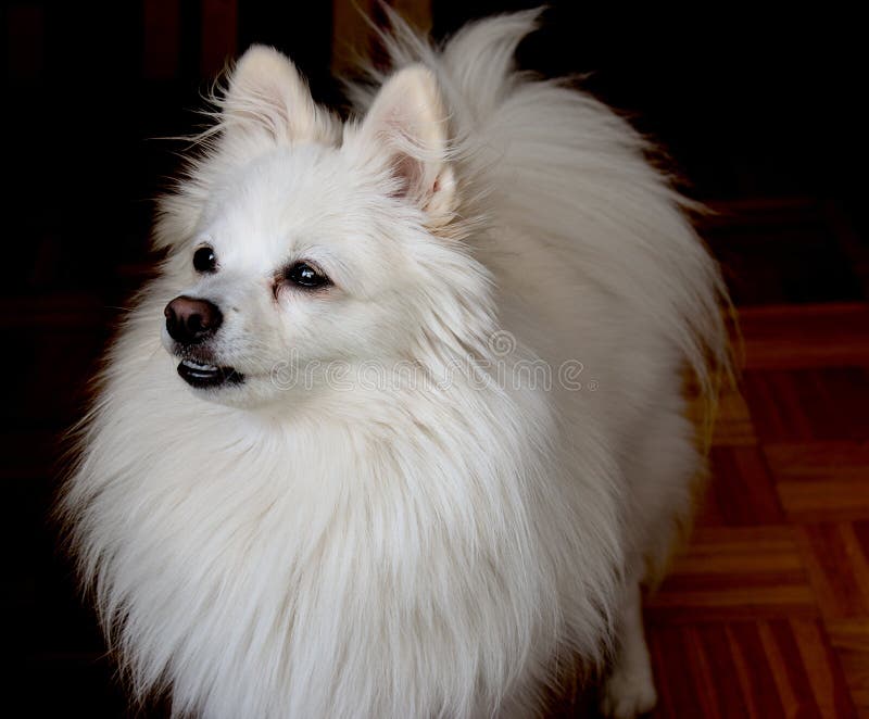White german spitz stock image. Image of terrier, background - 250674371