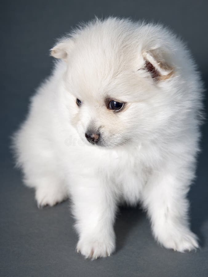 White German Spitz puppy stock photo. Image of animals - 45915228