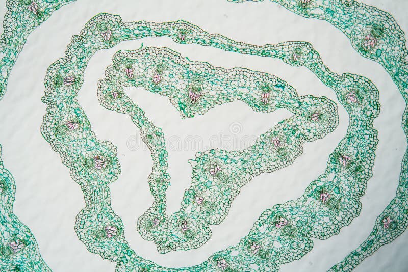 White Germer Stem Cross Section Stock Photo - Image of investigation ...