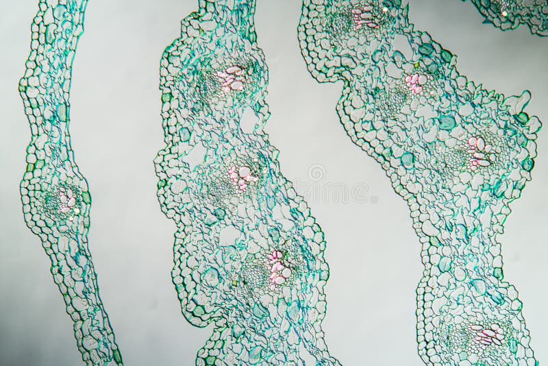 White Germer Stem Cross Section Stock Image - Image of cross, cells ...