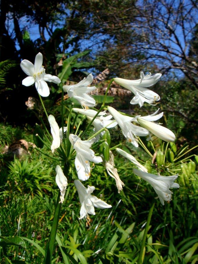 White Ghost Fish Checking Its Surroundings Stock Photo - Image of life ...