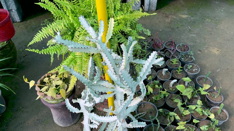 Euphorbia Lactea Cristata , Also Known As Coral Cactus. Stock Video ...