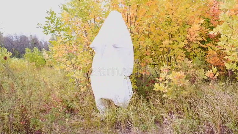 White Ghost Euphorbia Lactea Tree Closeup Stock Footage - Video of ...