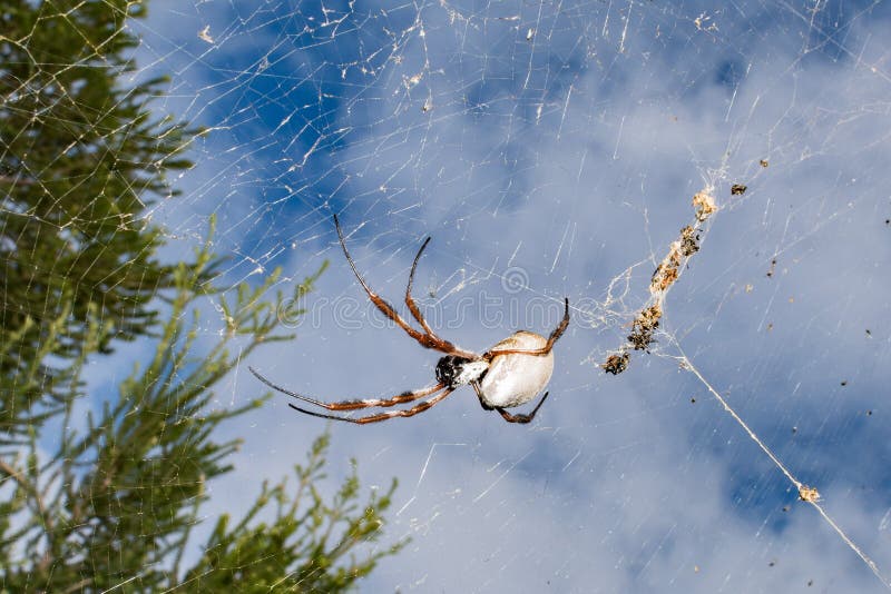 White Giant Spider Australia Close Up Macro Stock Image - Image of ...