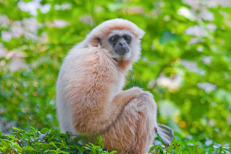 White gibbon stock photo. Image of canine, primitive - 34733002