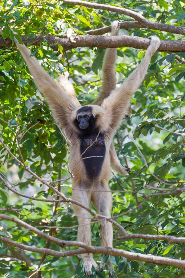 White gibbon cute monkey stock photo. Image of jungle - 75966002