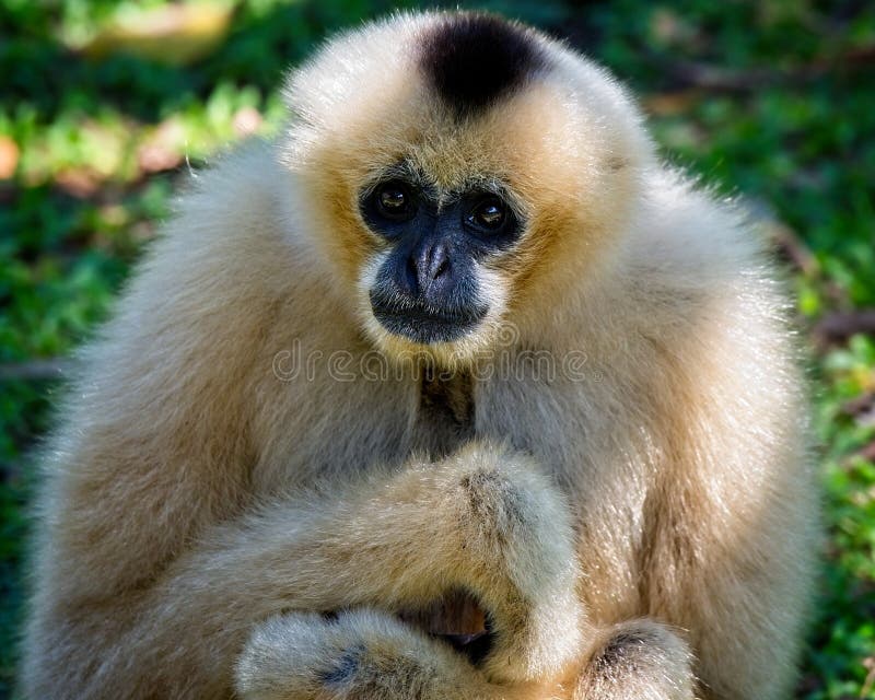 White gibbon stock photo. Image of jungle, nature, asian - 161621566