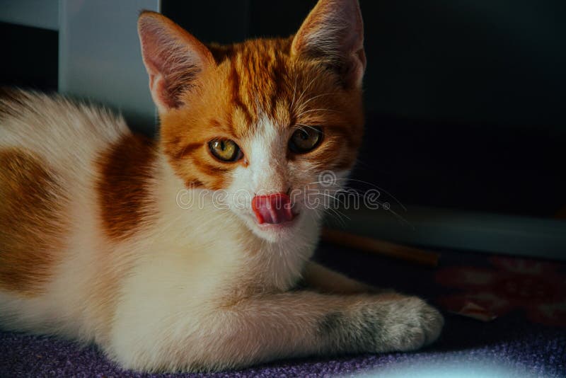 ANIMALS: Cat stock image. Image of wildcat, shade, kitty - 229927177