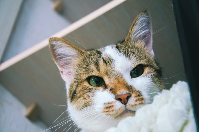 White Ginger Cat Looking at Camera Bottom View. the Cat is Sitting in ...