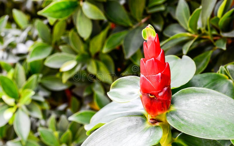 White Ginger Flower stock image. Image of beautiful, cheilocostus ...