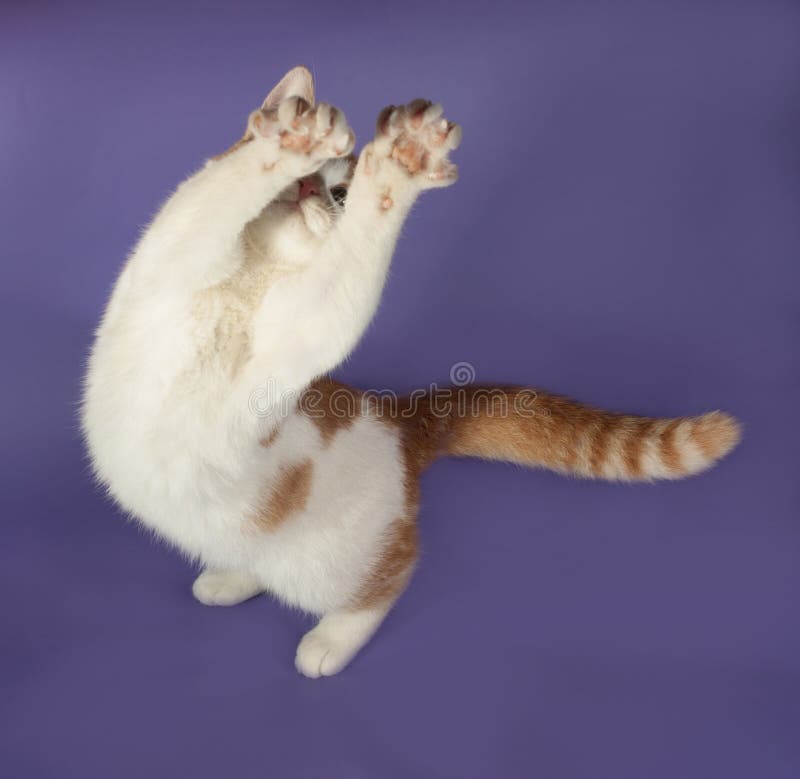Cute Playful Kitten with Paws Up in Air Stock Photo - Image of studio ...