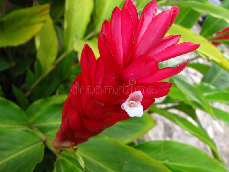 White Ginger stock image. Image of fragrant, africa, bright - 31166903