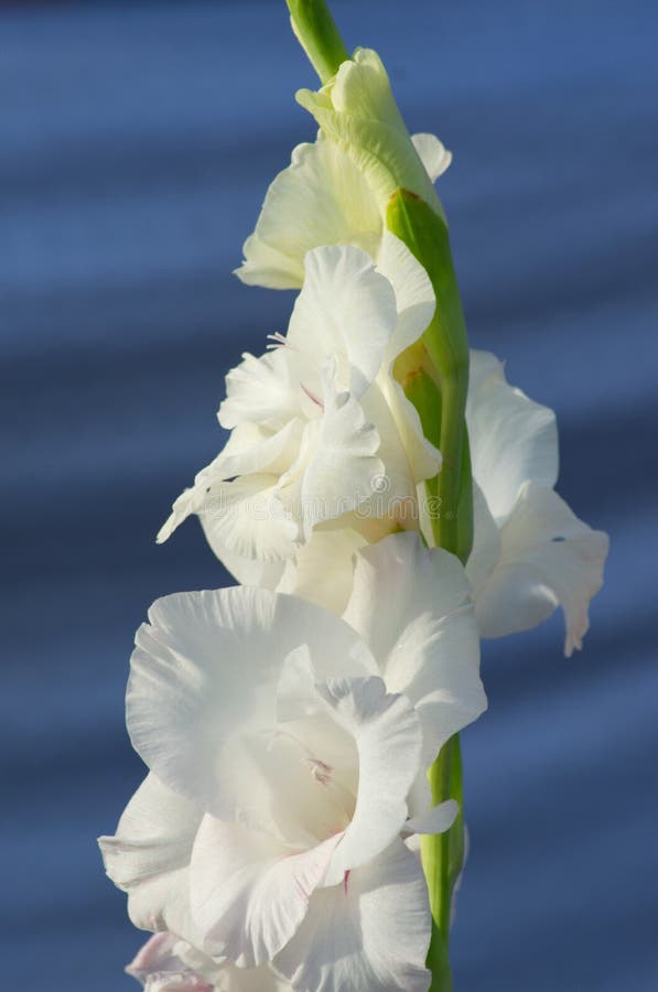 White Gladiolus Gandavensis Stock Photo - Image of appealing, white ...