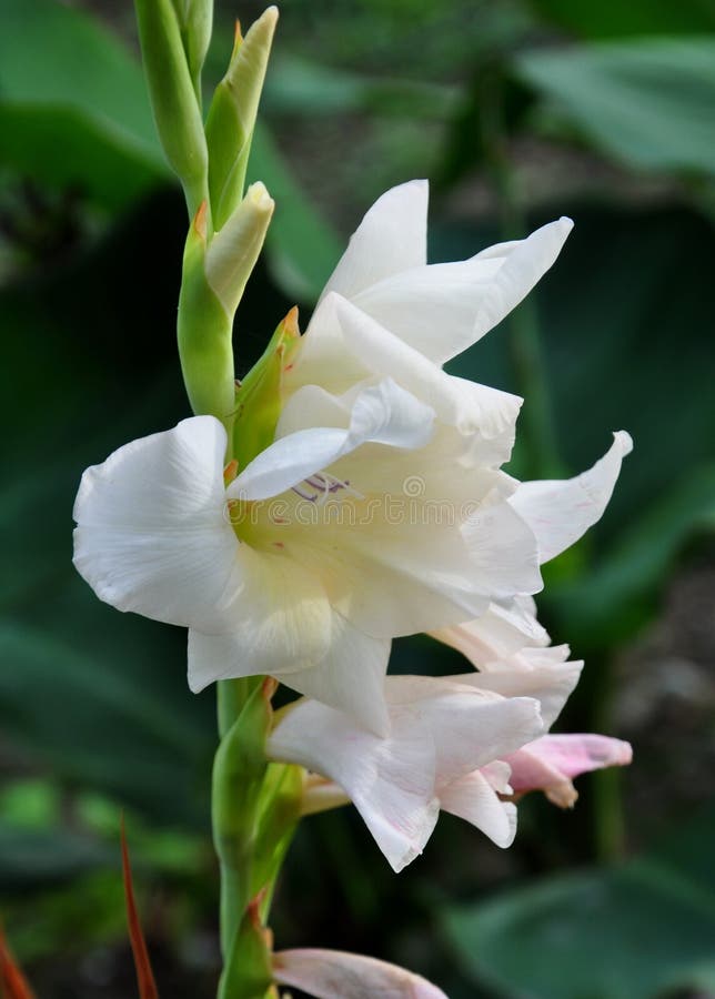 White Gladiolus Gandavensis Stock Photo - Image of appealing, white ...