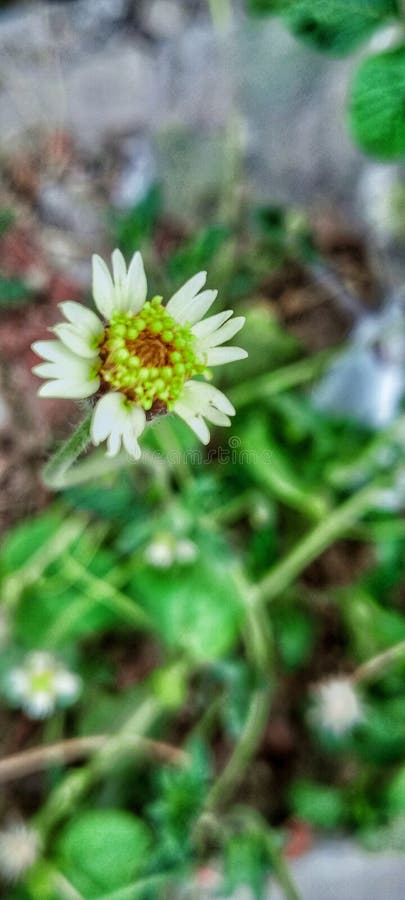 The Flowers of the Gletang Plant Have White Petals, Yellow Pistils that ...