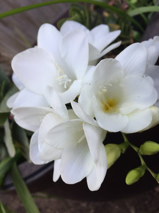 White Glower stock image. Image of blowing, peaceful - 110888551