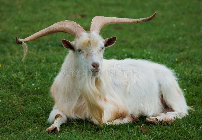 White goat stock image. Image of cute, male, wild, horns - 10120381