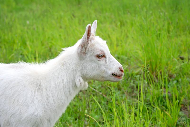 White goat. stock image. Image of animal, hair, fleece - 11258093
