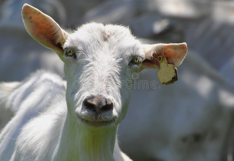 White Goat stock photo. Image of agriculture, pasture - 14708406