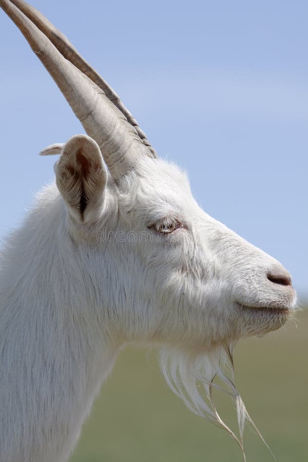 White goat stock image. Image of white, hair, face, outdoor - 15721975