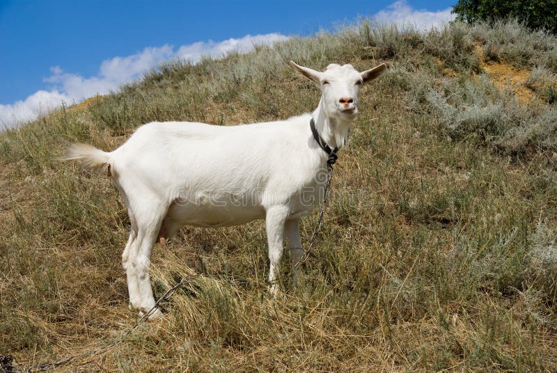 White goat stock image. Image of hill, clouds, blue, artiodactyls ...