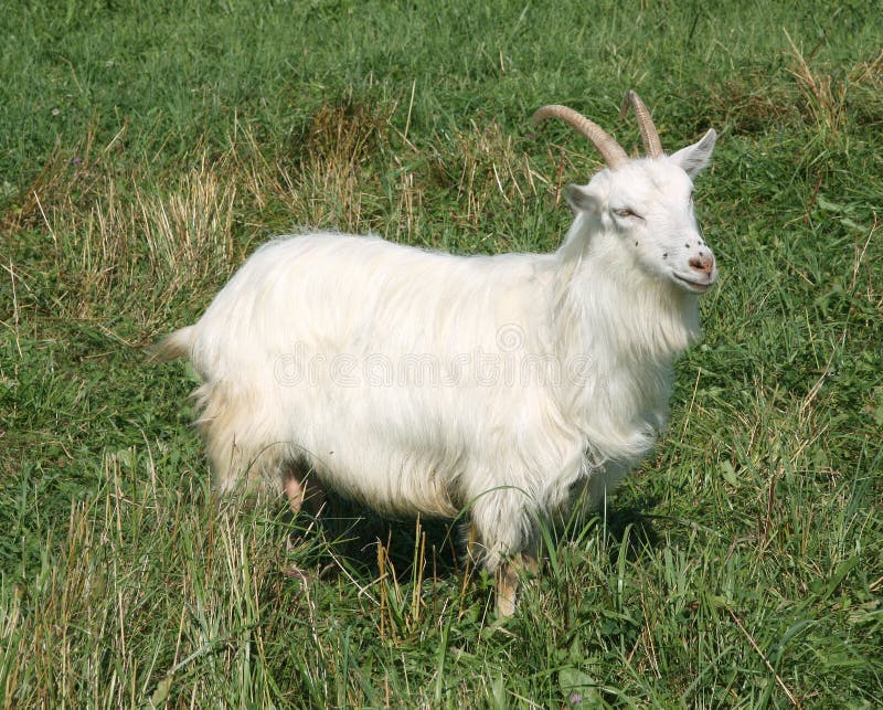 White goat. stock image. Image of agriculture, goat, summer - 24366275