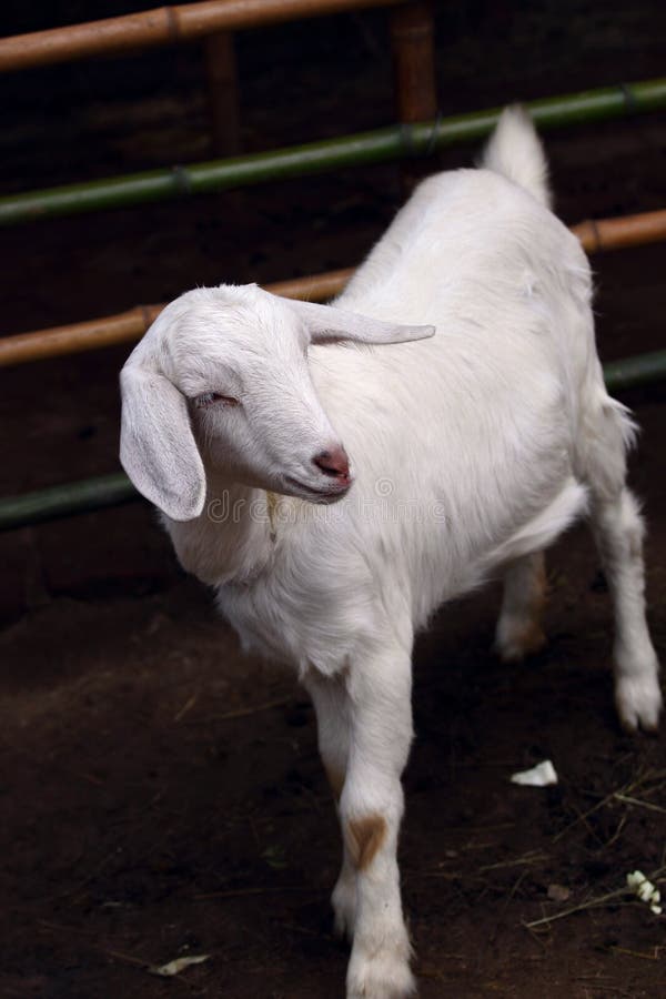 White goat stock image. Image of rural, head, food, farm - 24666365