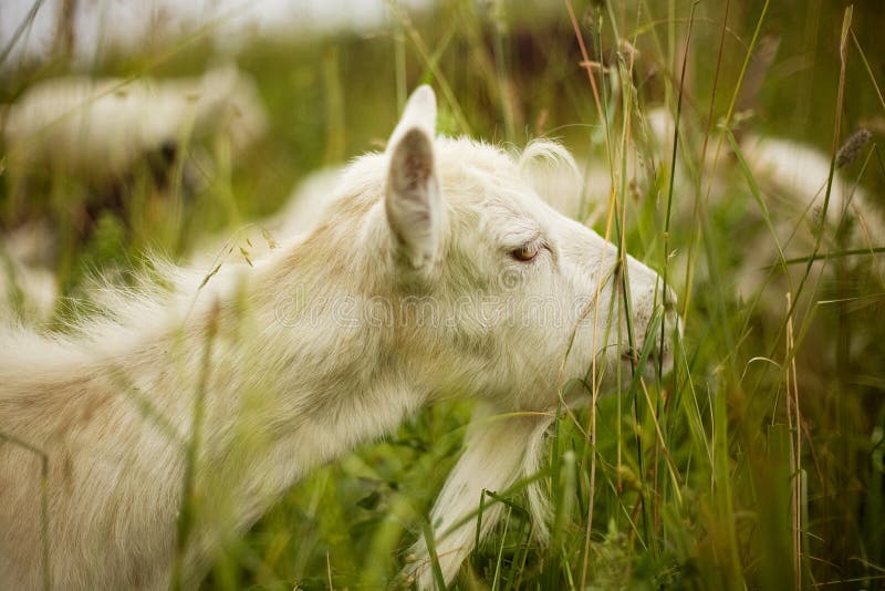 White goat stock photo. Image of agriculture, smiling - 26800118
