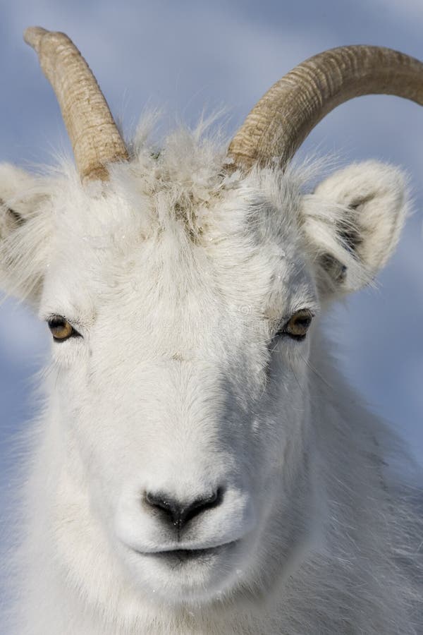 White Goat stock image. Image of white, mountain, horns - 3932549